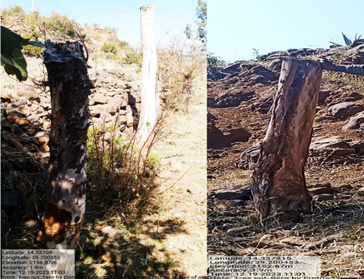 War Against Forests: Deforestation and Ecosystem Service Loss in Tigray ...