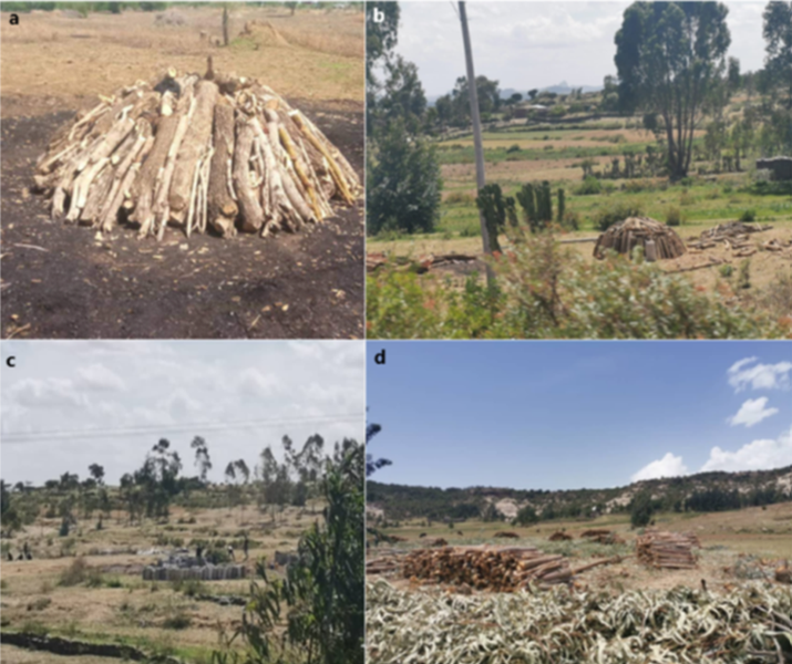 War Against Forests: Deforestation and Ecosystem Service Loss in Tigray ...