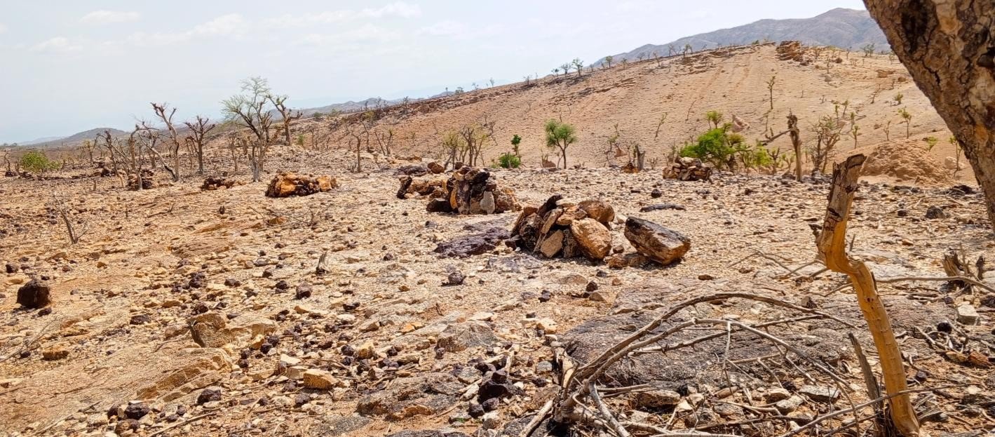 From Global Gold Awards to Local Extinction: devastating war damage to ...